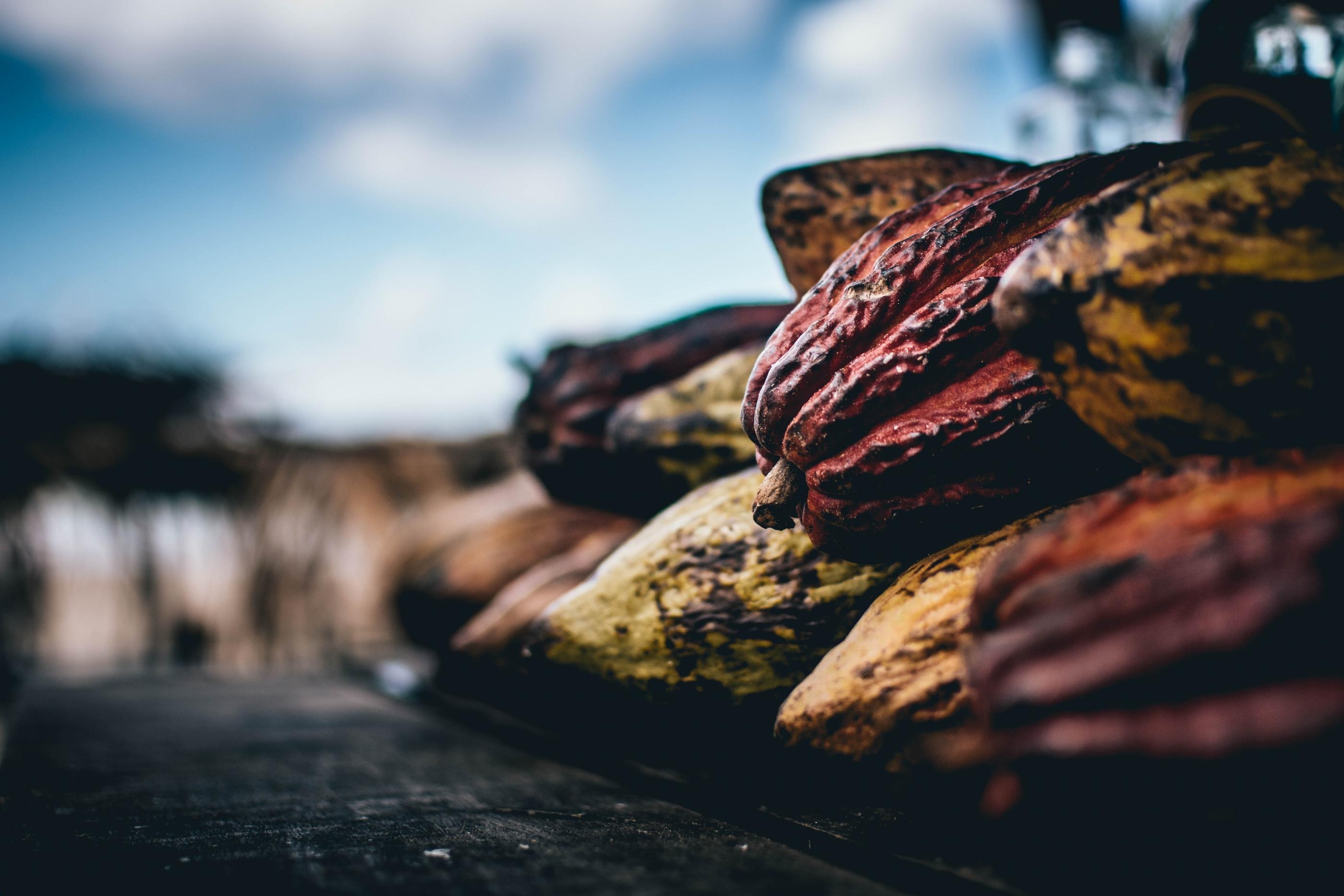 Análisis de cacao en laboratorios acreditados | Tentamus